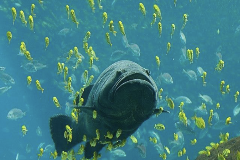 Student Opinion: Fishy Feelings – What Fish Can Teach Us about Being ...